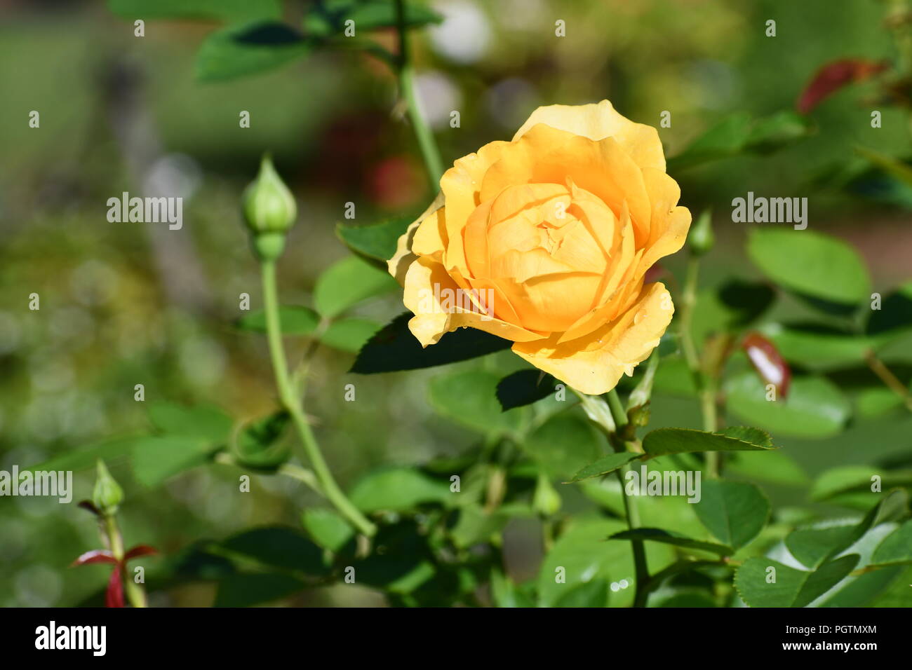 Yellow rose of texas hi-res stock photography and images - Alamy