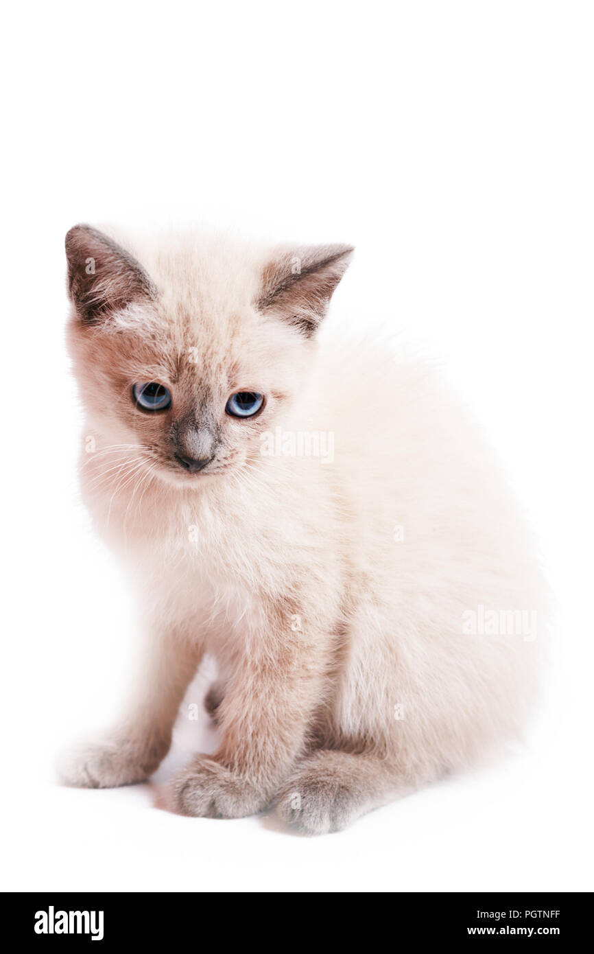 Sad Kitten White Background