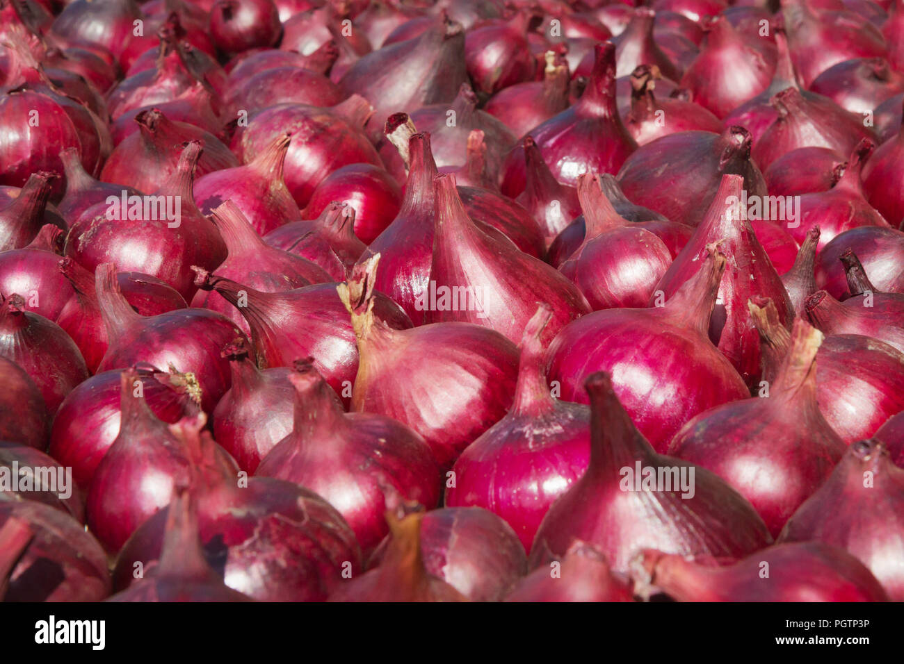 Red purple onion drying hi-res stock photography and images - Alamy