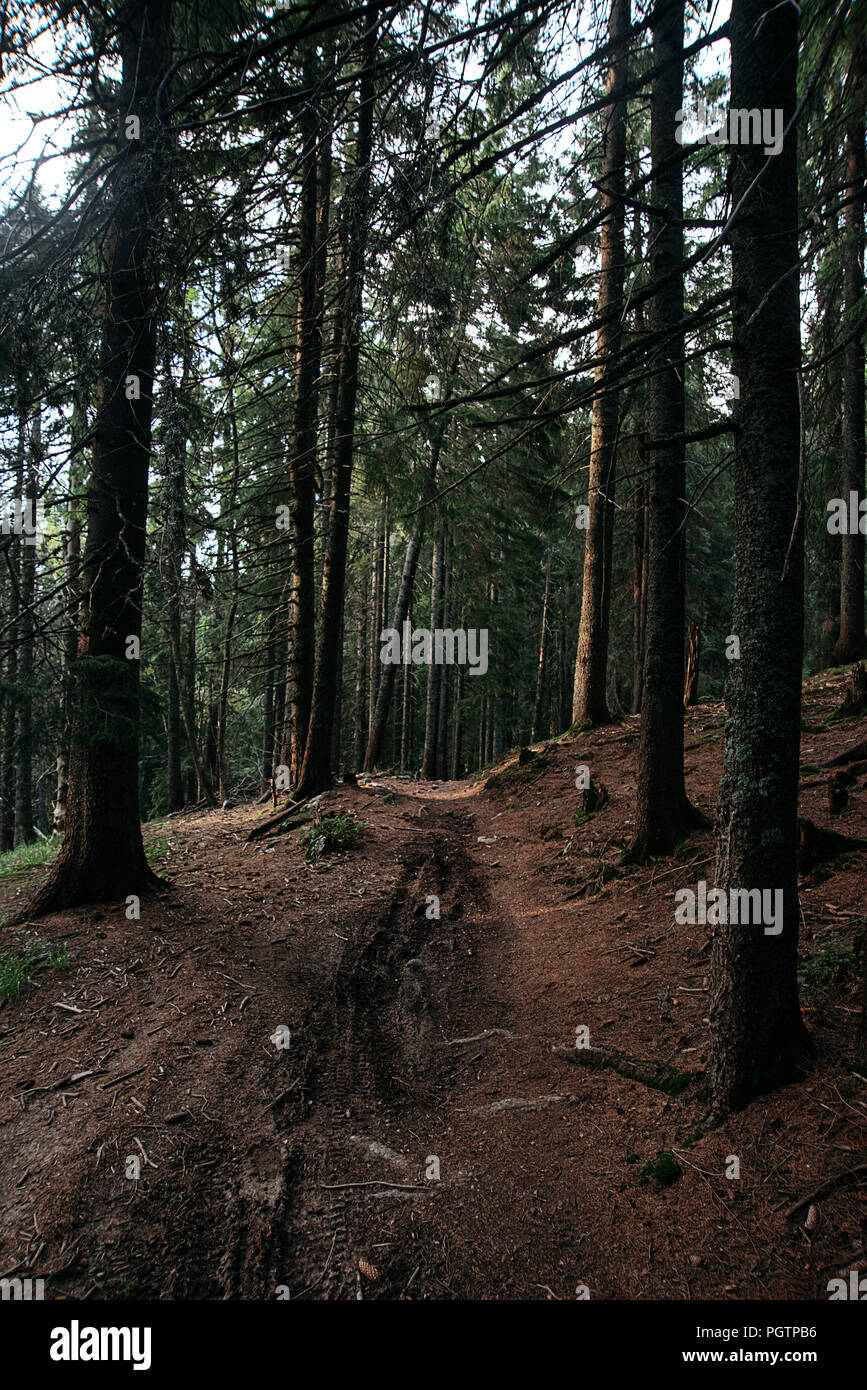 road in Carpathians forest Stock Photo - Alamy