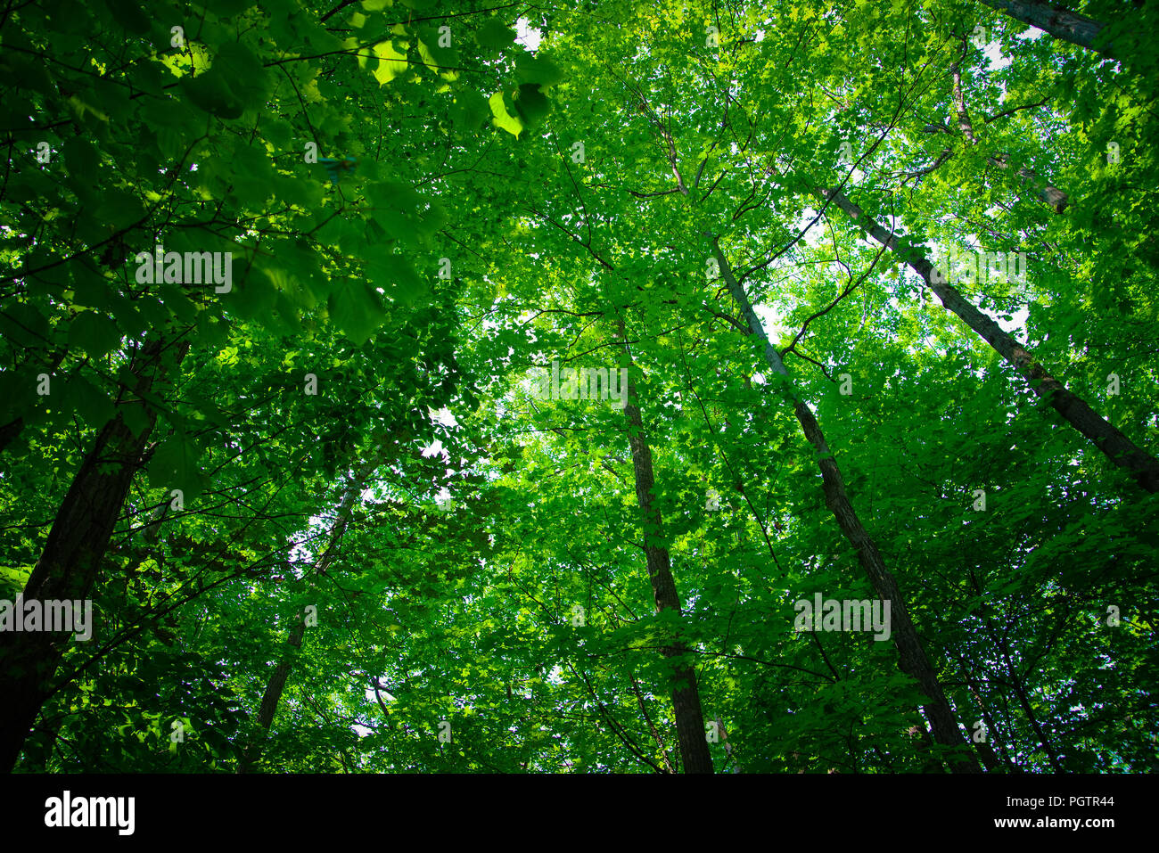 Awenda Provincial Park Stock Photo - Alamy