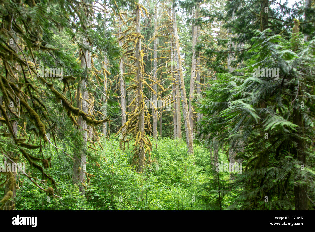 Rain forest oregon moss hi-res stock photography and images - Alamy