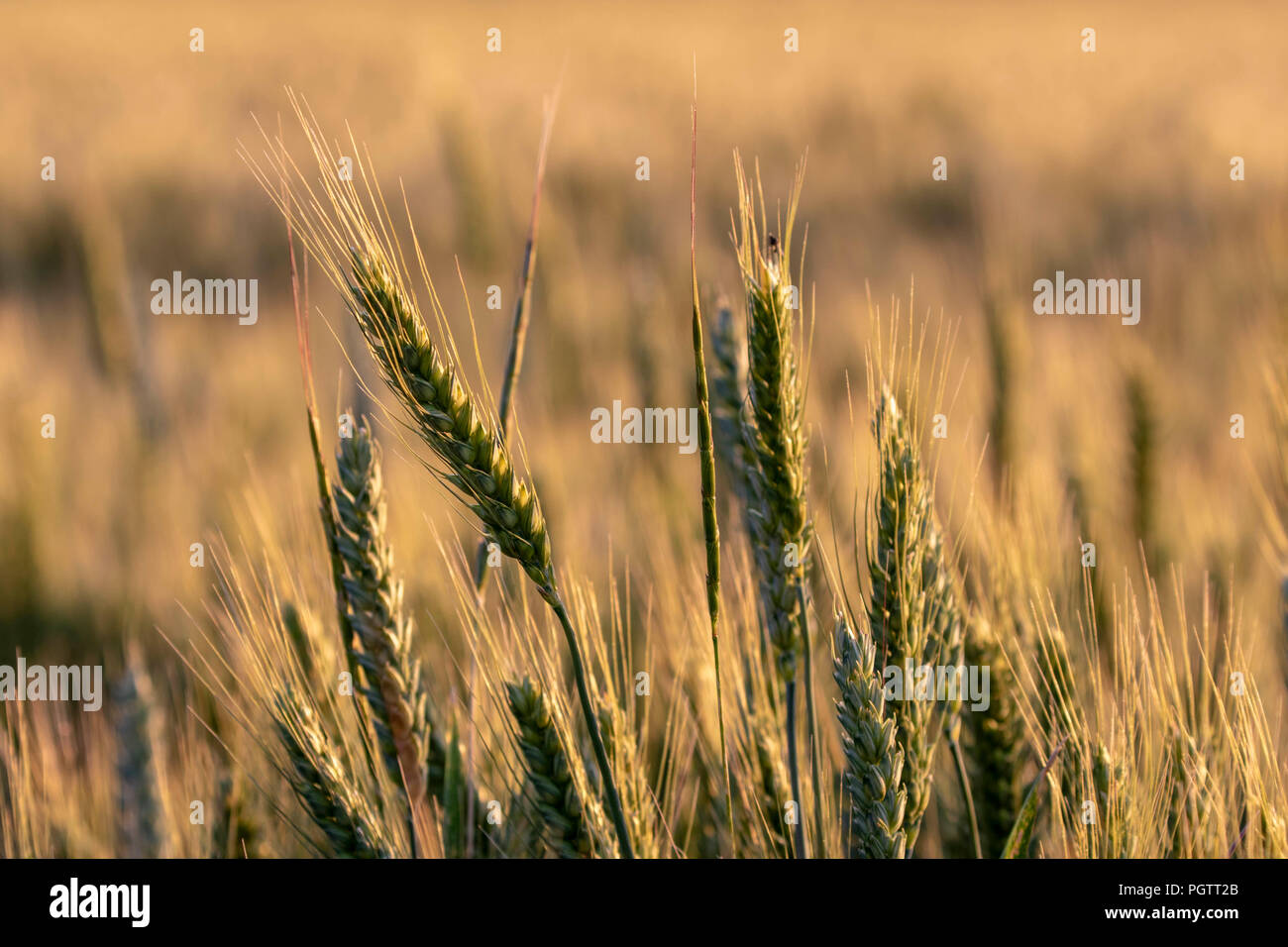 Amber waves of grain hi-res stock photography and images - Alamy