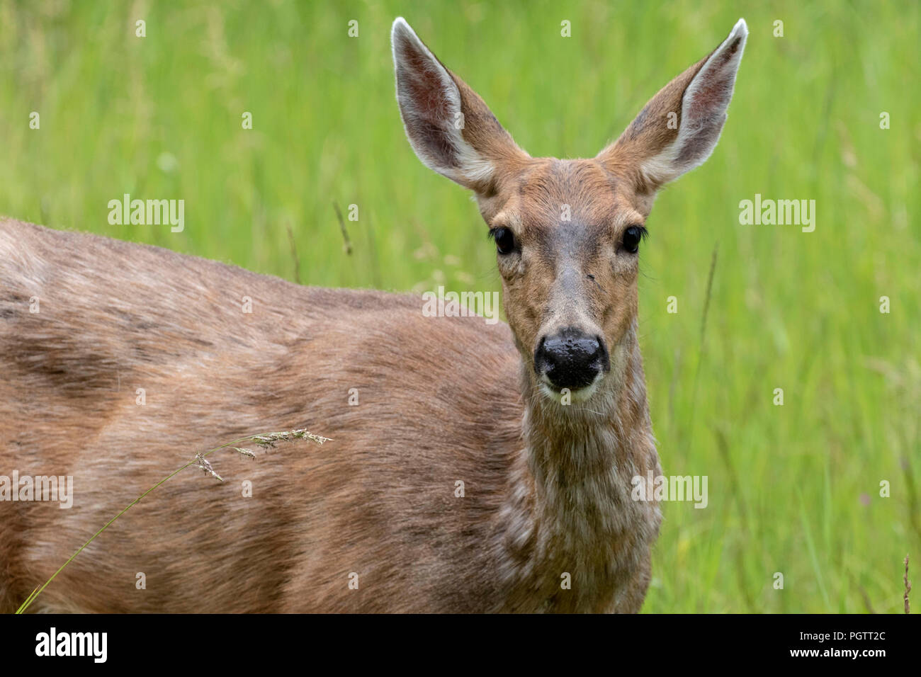 Cute fawn grazing outdoors in hi-res stock photography and images - Alamy