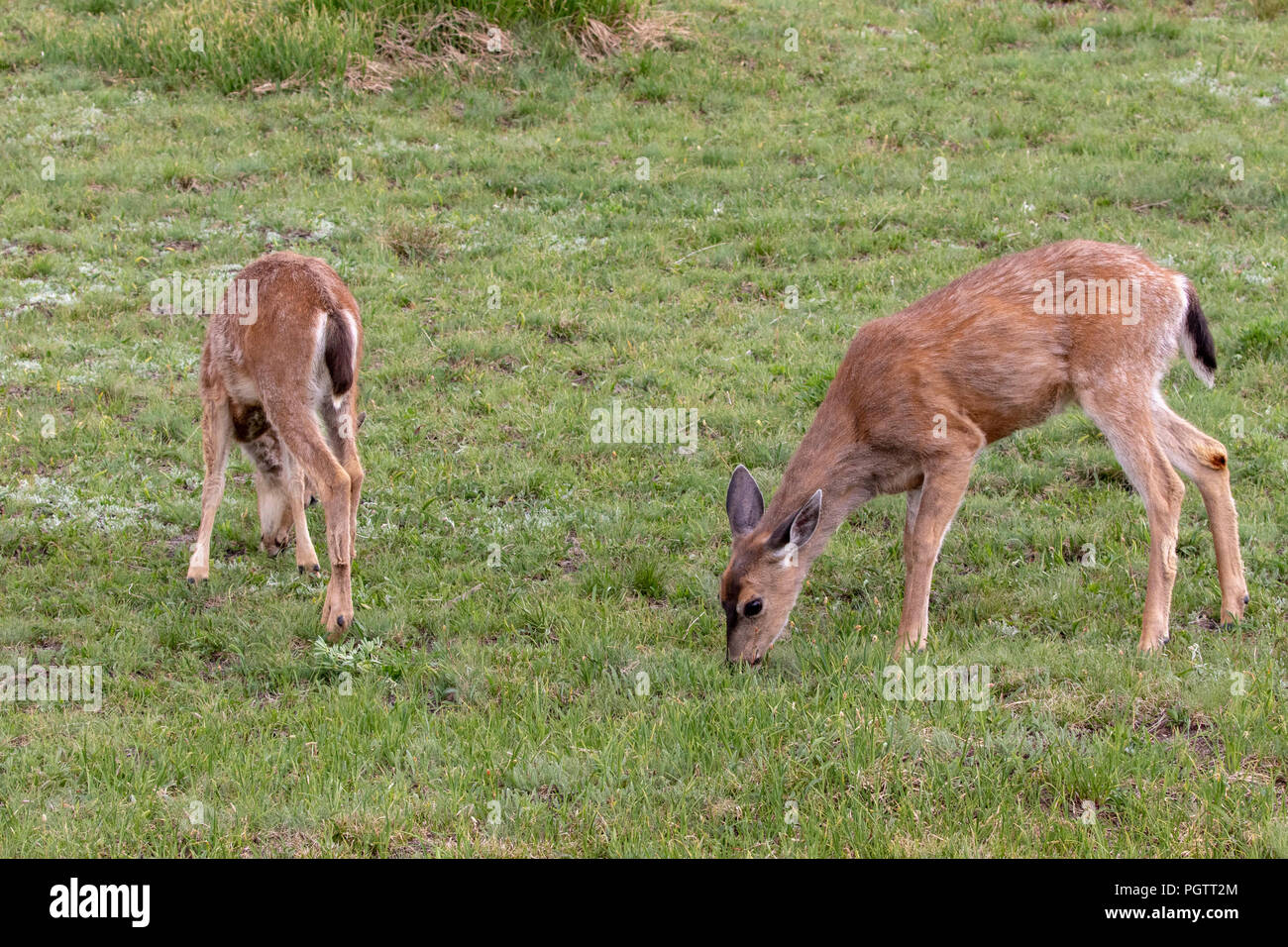 Deer grazing hi-res stock photography and images - Alamy