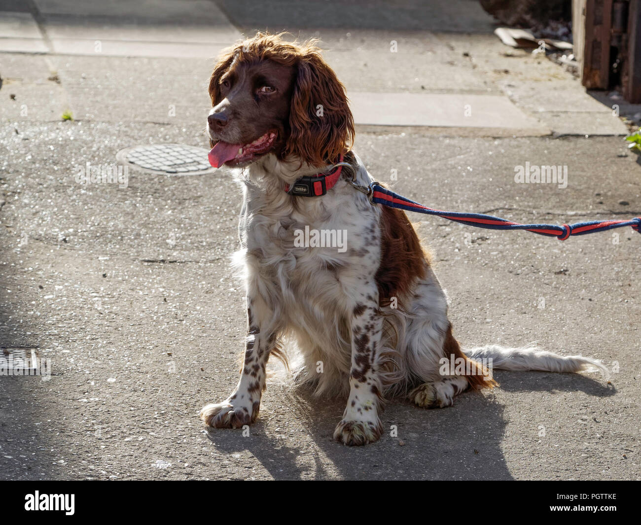 English Springer Spaniel sitting on a pavement Stock Photo - Alamy