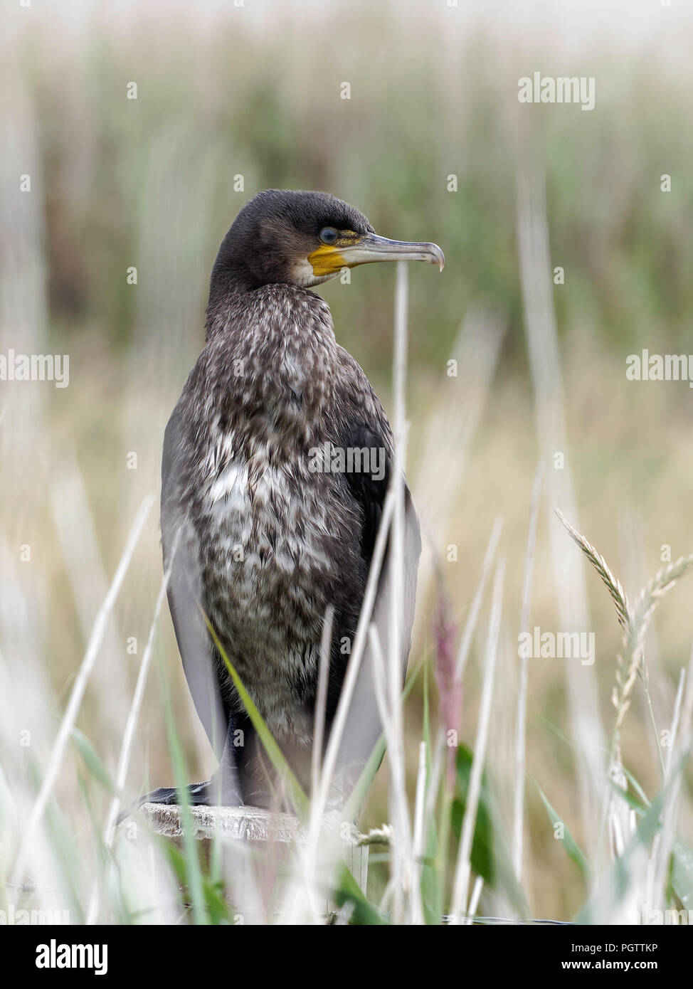 Juvenile cormorant standing on post Stock Photo - Alamy