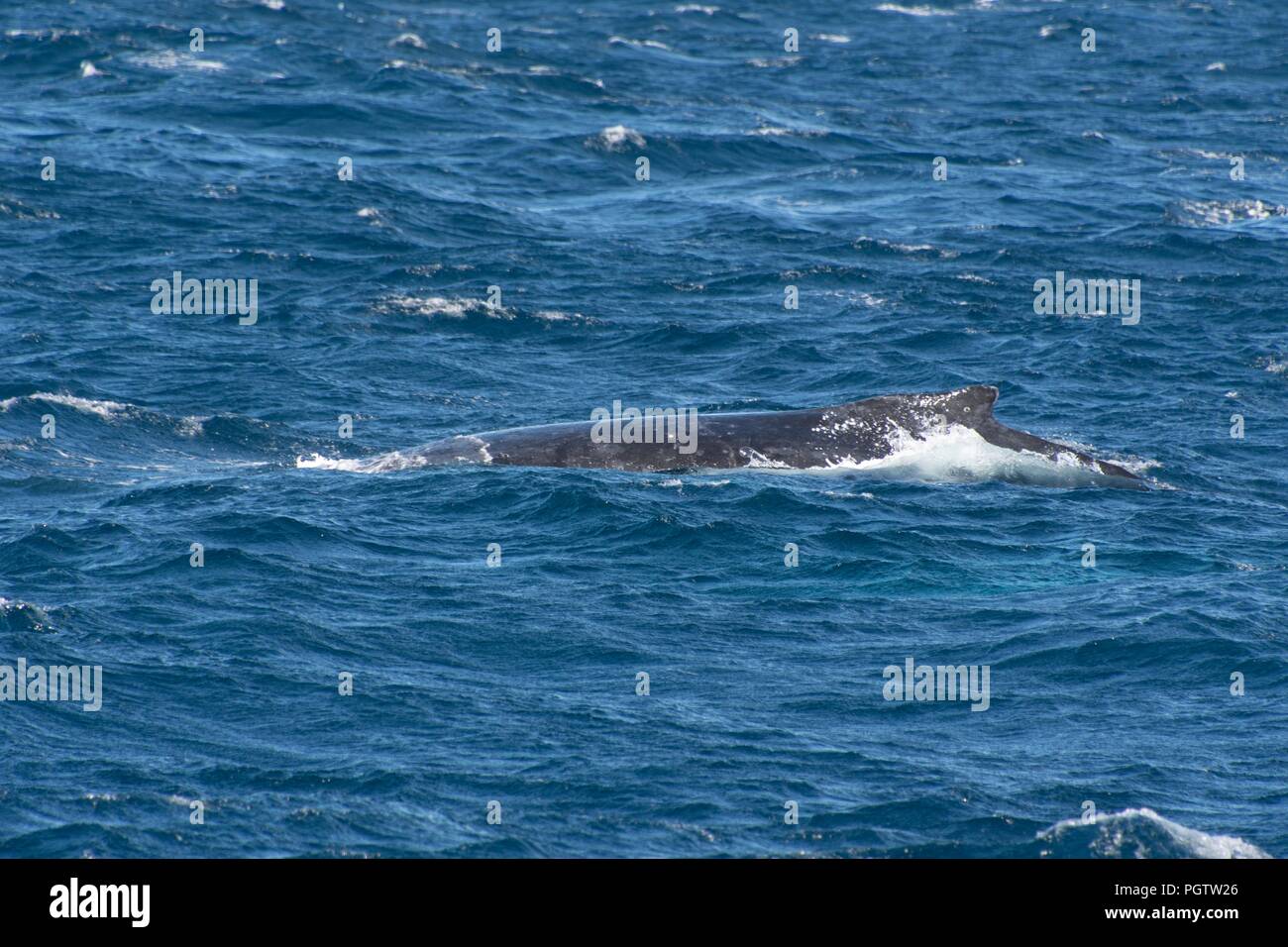 Sydney, Australia, Whale watching Experience Stock Photo - Alamy