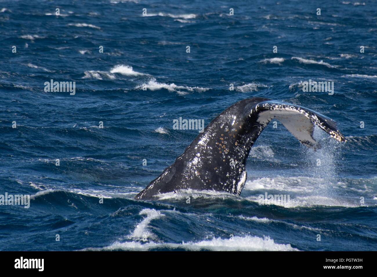 Sydney, Australia, Whale watching Experience Stock Photo - Alamy