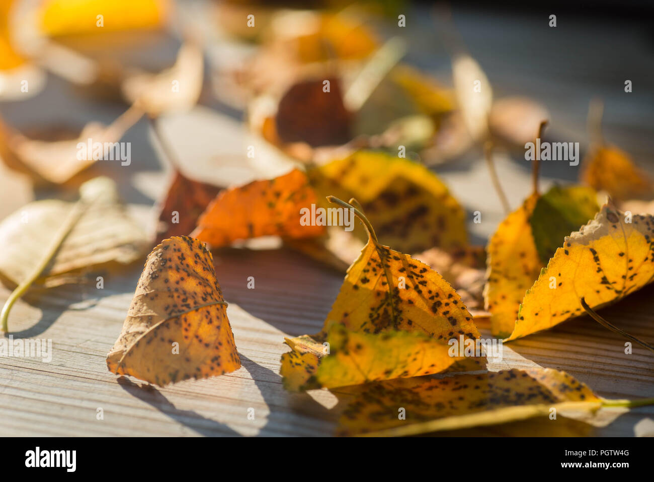 Orange fall leaves on hi-res stock photography and images - Alamy