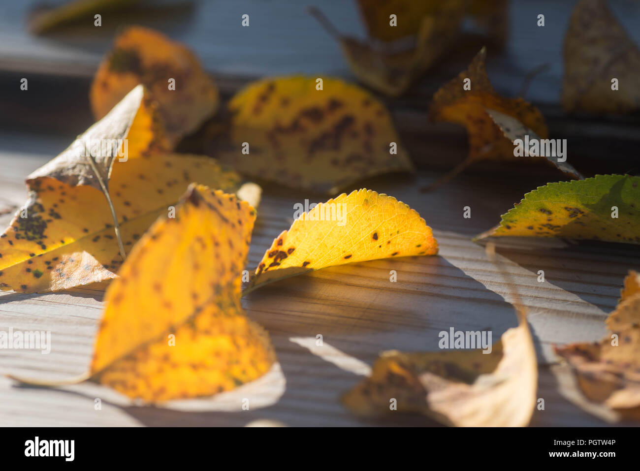 Orange fall leaves on hi-res stock photography and images - Alamy