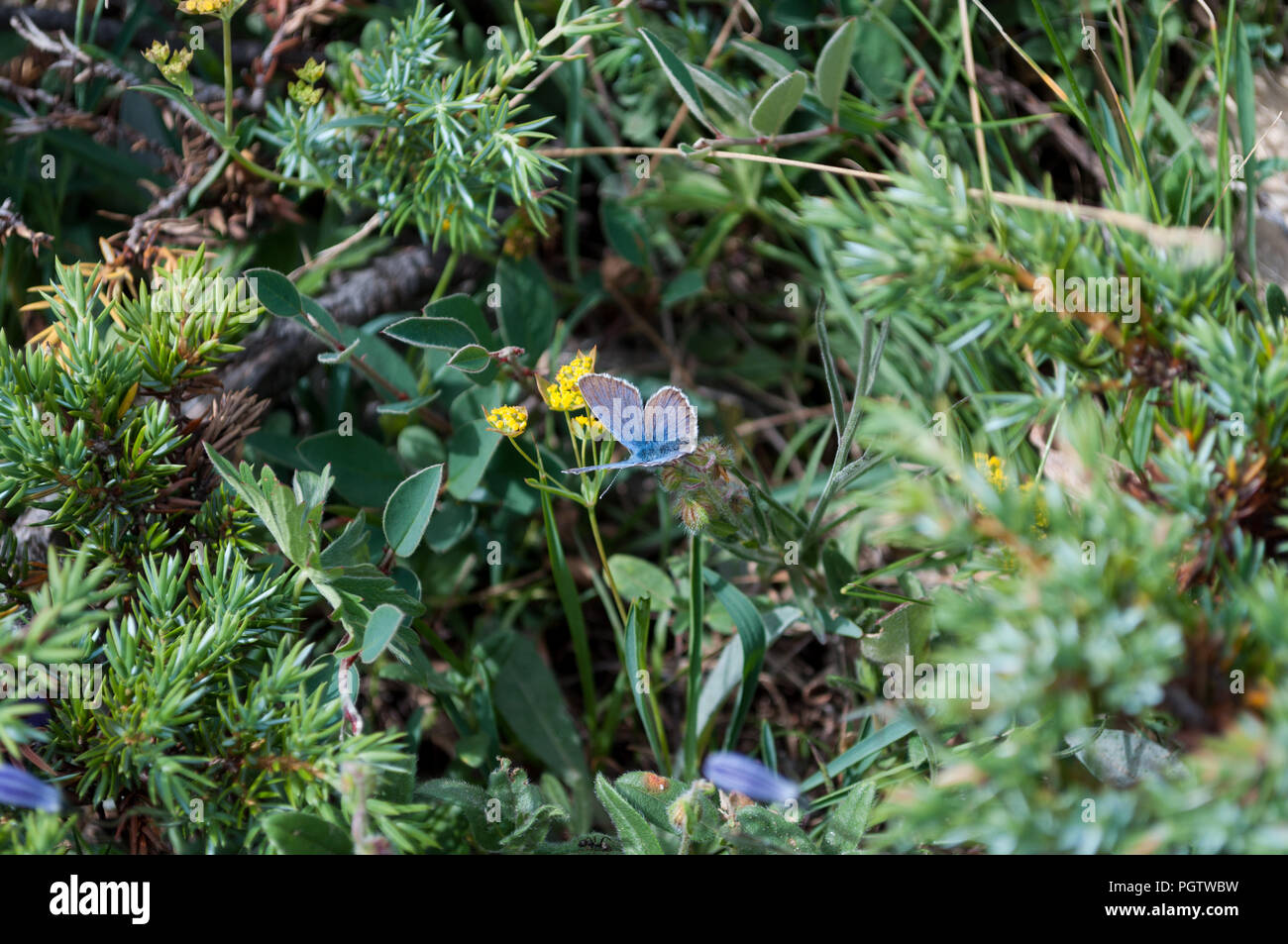 Butterfly alone hi-res stock photography and images - Alamy