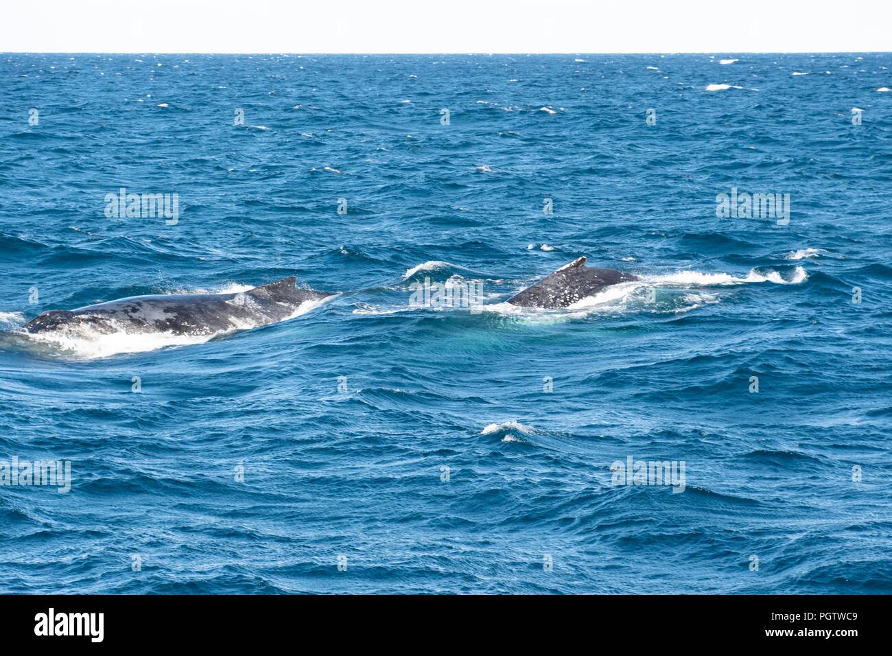 Sydney, Australia, Whale watching Experience Stock Photo - Alamy