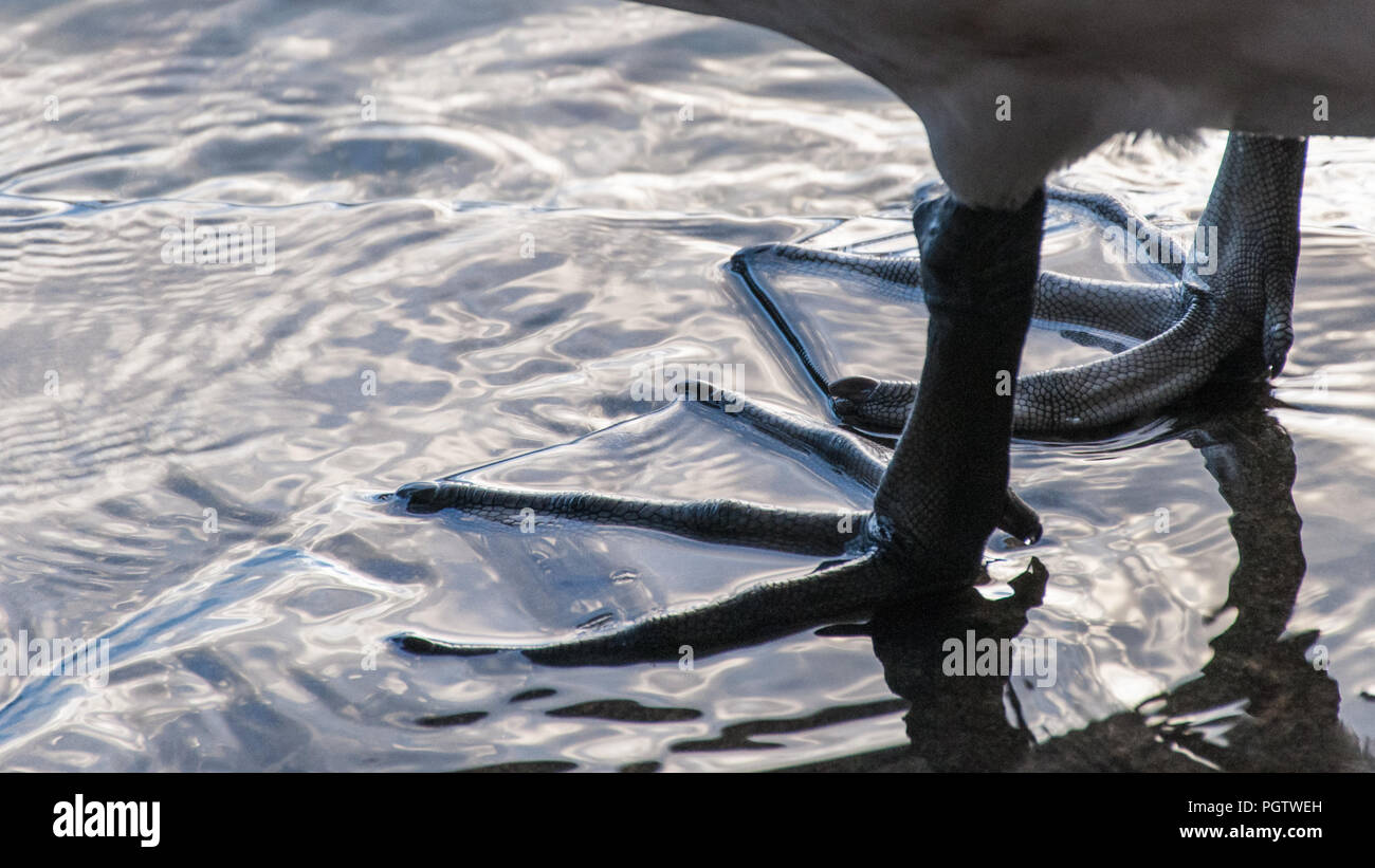 Swan feet hi-res stock photography and images - Alamy