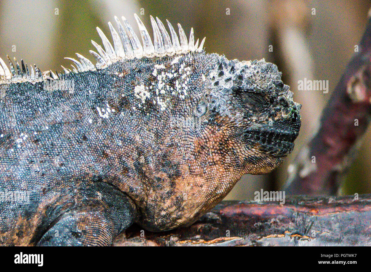 Marine Lizard Galapagos Stock Photo - Alamy