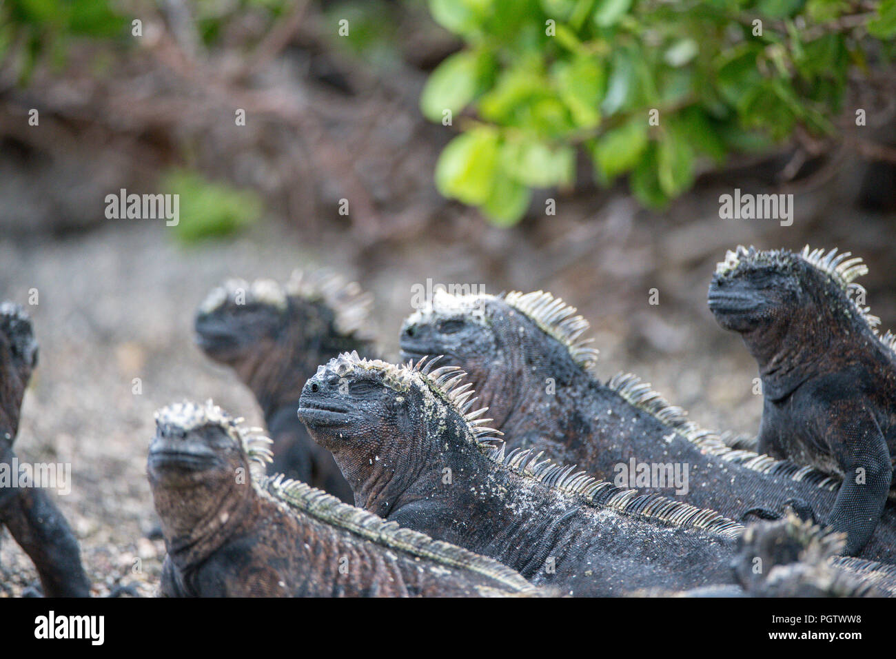 Marine lizard hi-res stock photography and images - Alamy