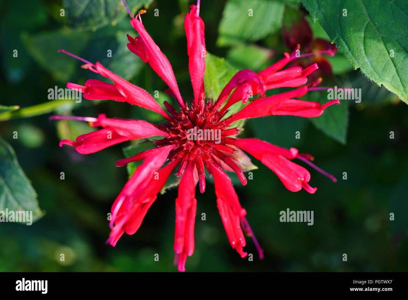 Red flowers of bee balm monarda Stock Photo - Alamy