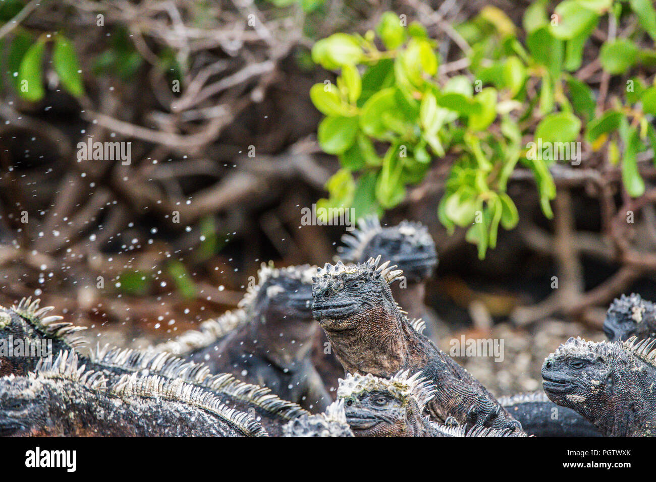 Marine Lizard Galapagos Stock Photo - Alamy