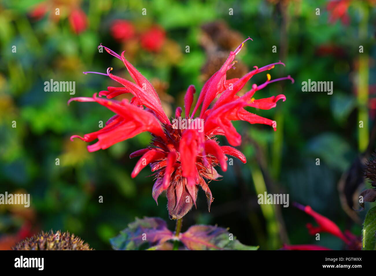 Red flowers of bee balm monarda Stock Photo - Alamy