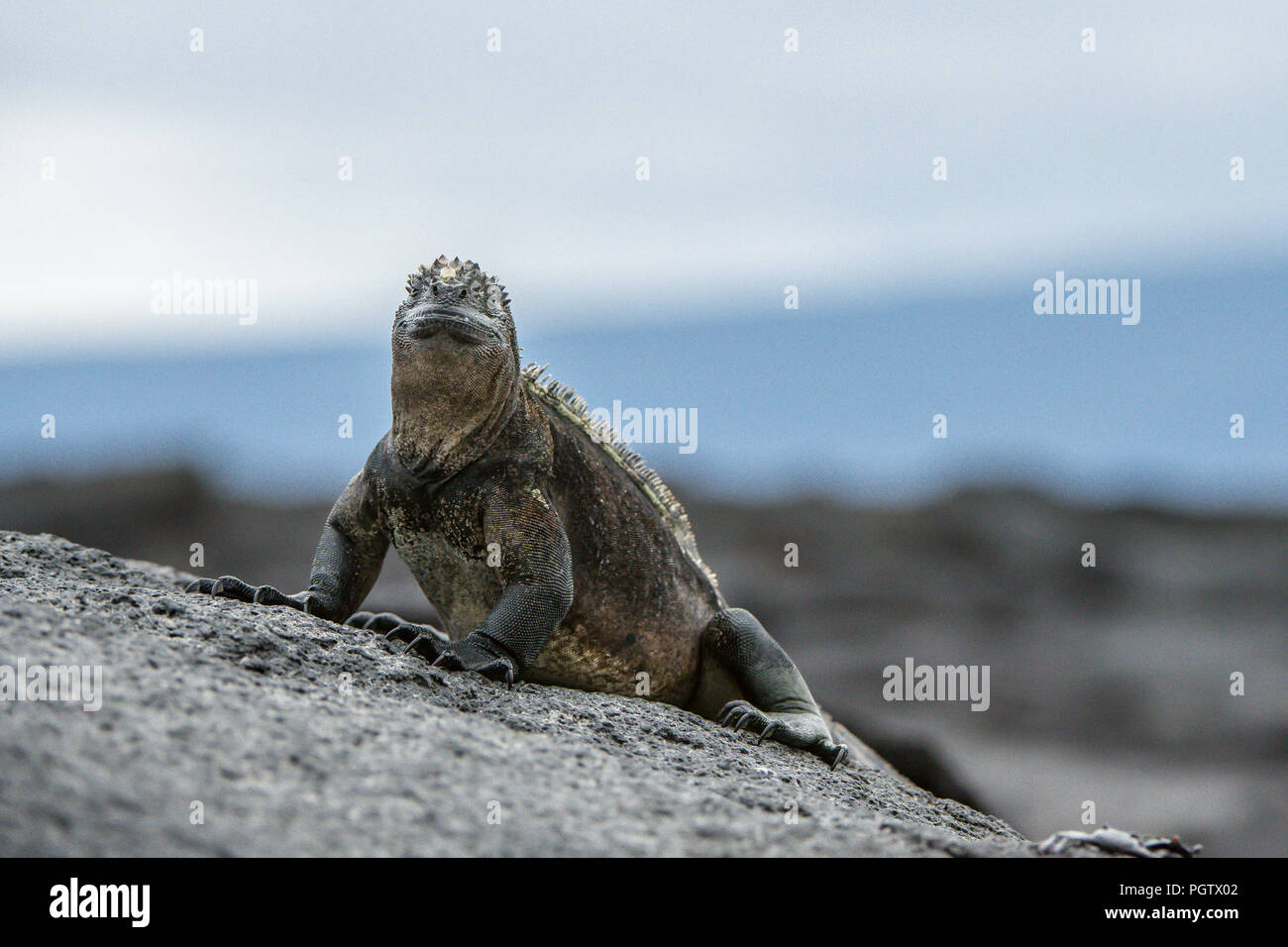 Marine Lizard Galapagos Stock Photo - Alamy