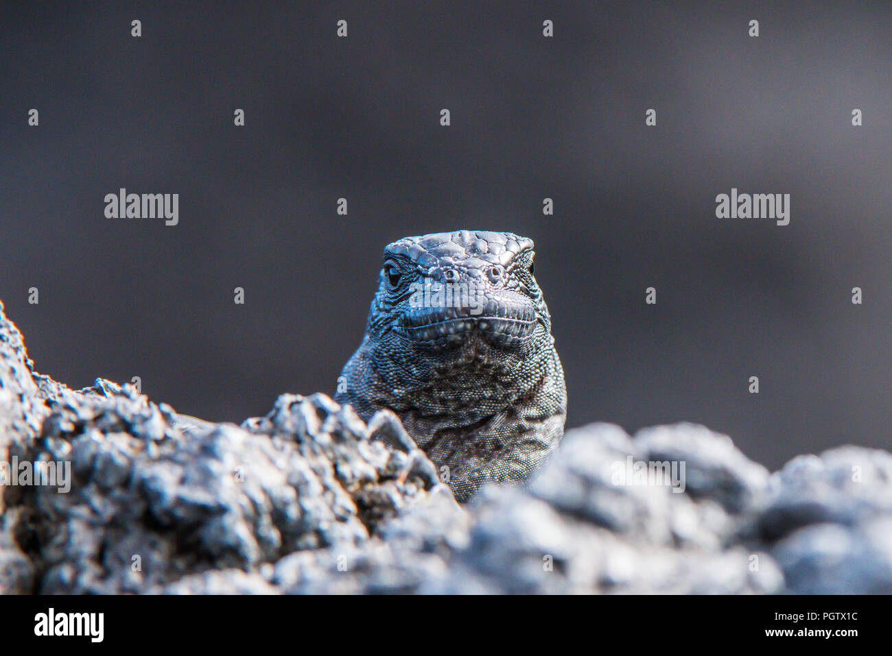 Marine Lizard Galapagos Stock Photo - Alamy