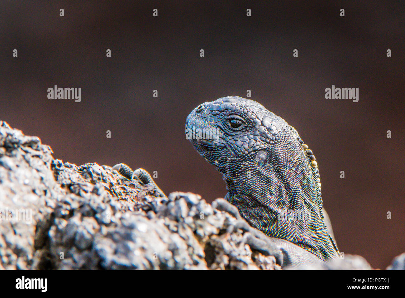 Marine Lizard Galapagos Stock Photo - Alamy