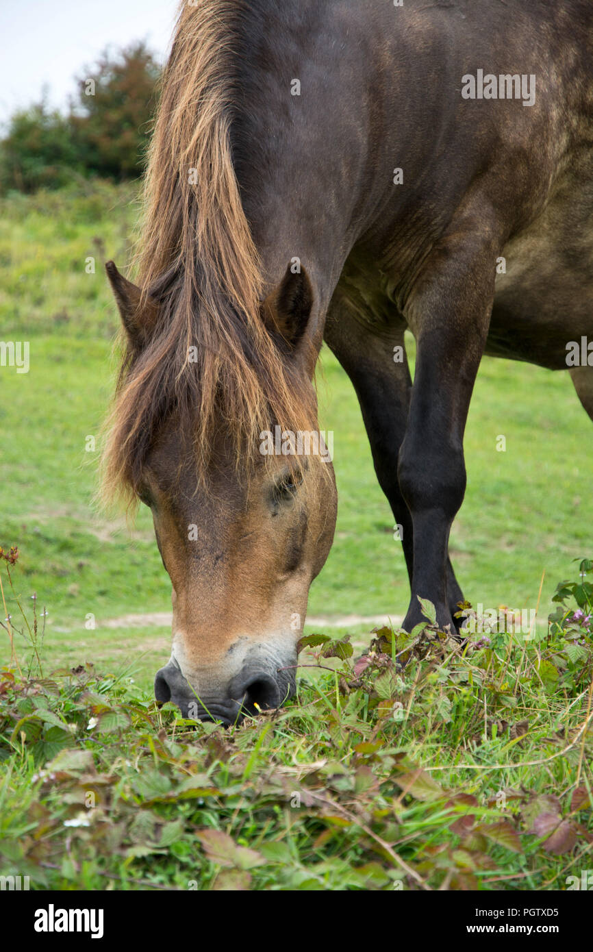 Exmore pony hi-res stock photography and images - Alamy
