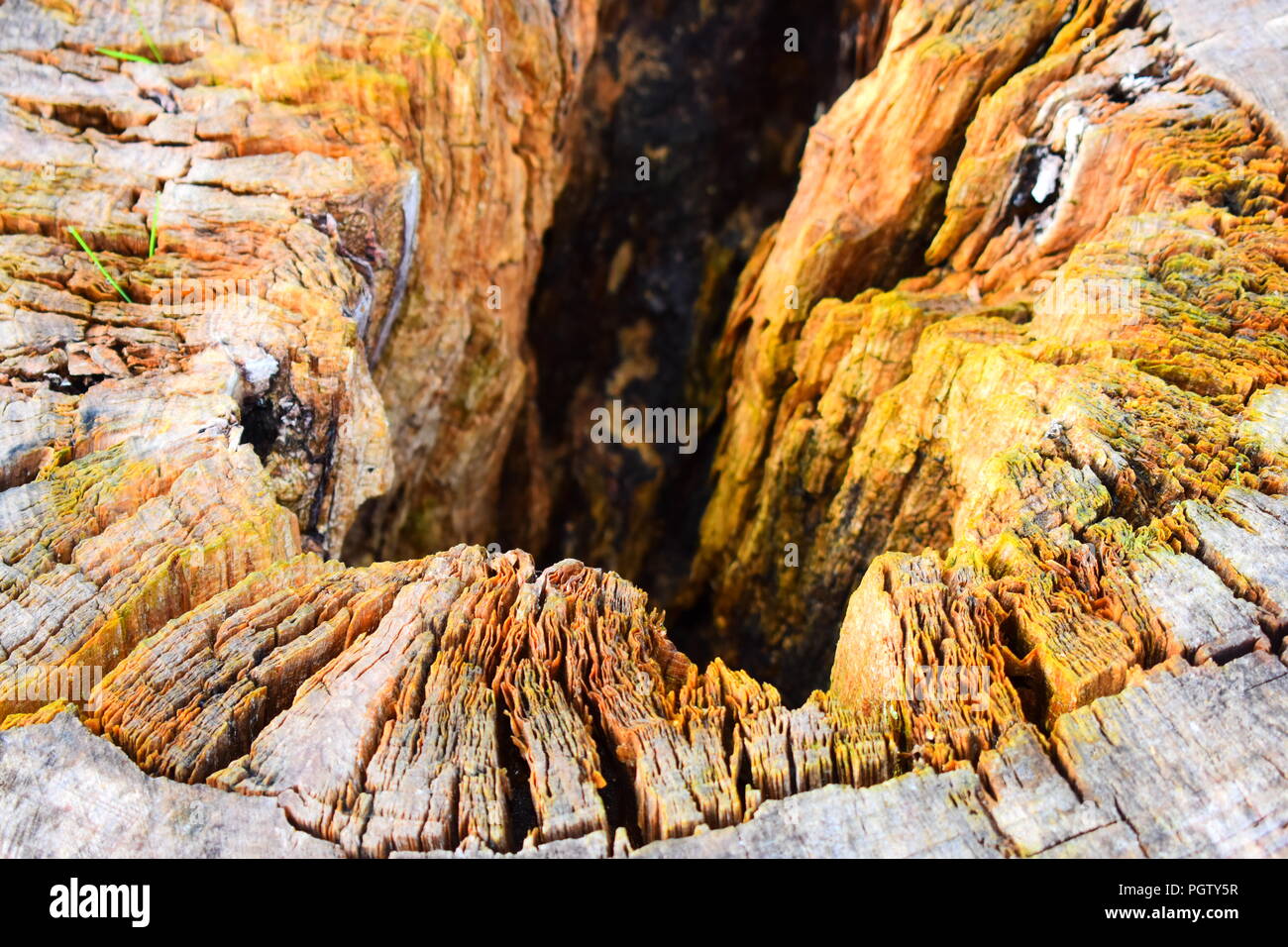 Fossilized tree stump hi-res stock photography and images - Alamy