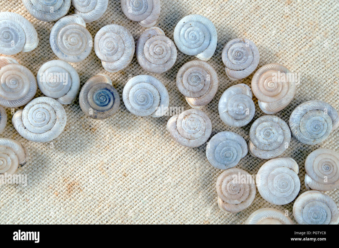Tiny snail shell arrangement on khaki fabric, close-up/macro shot ...