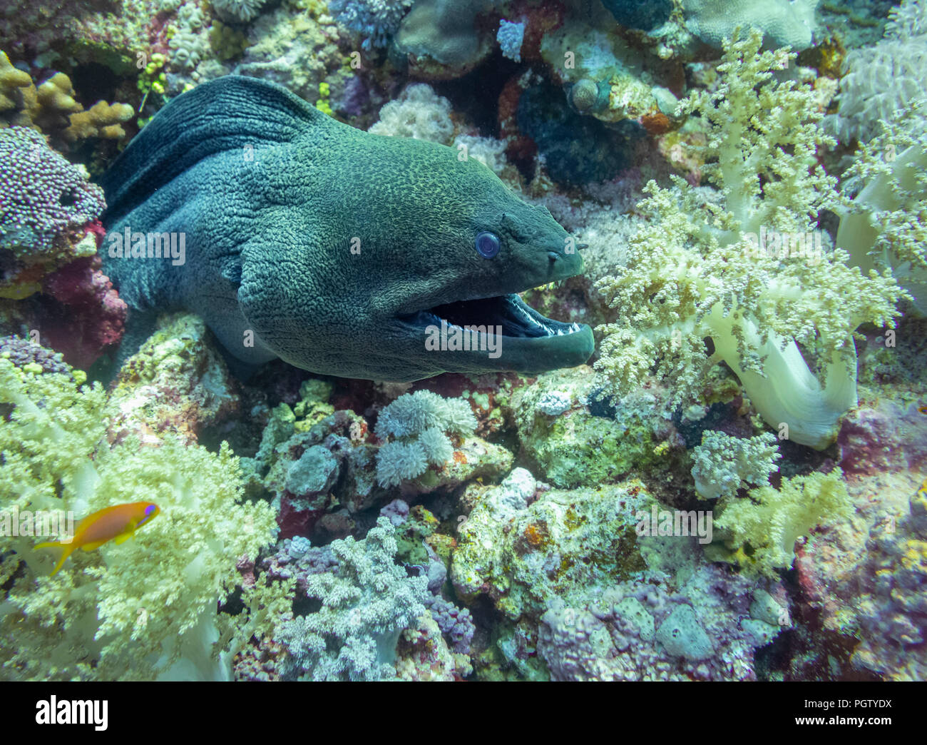 Giant Moray eel Stock Photo - Alamy