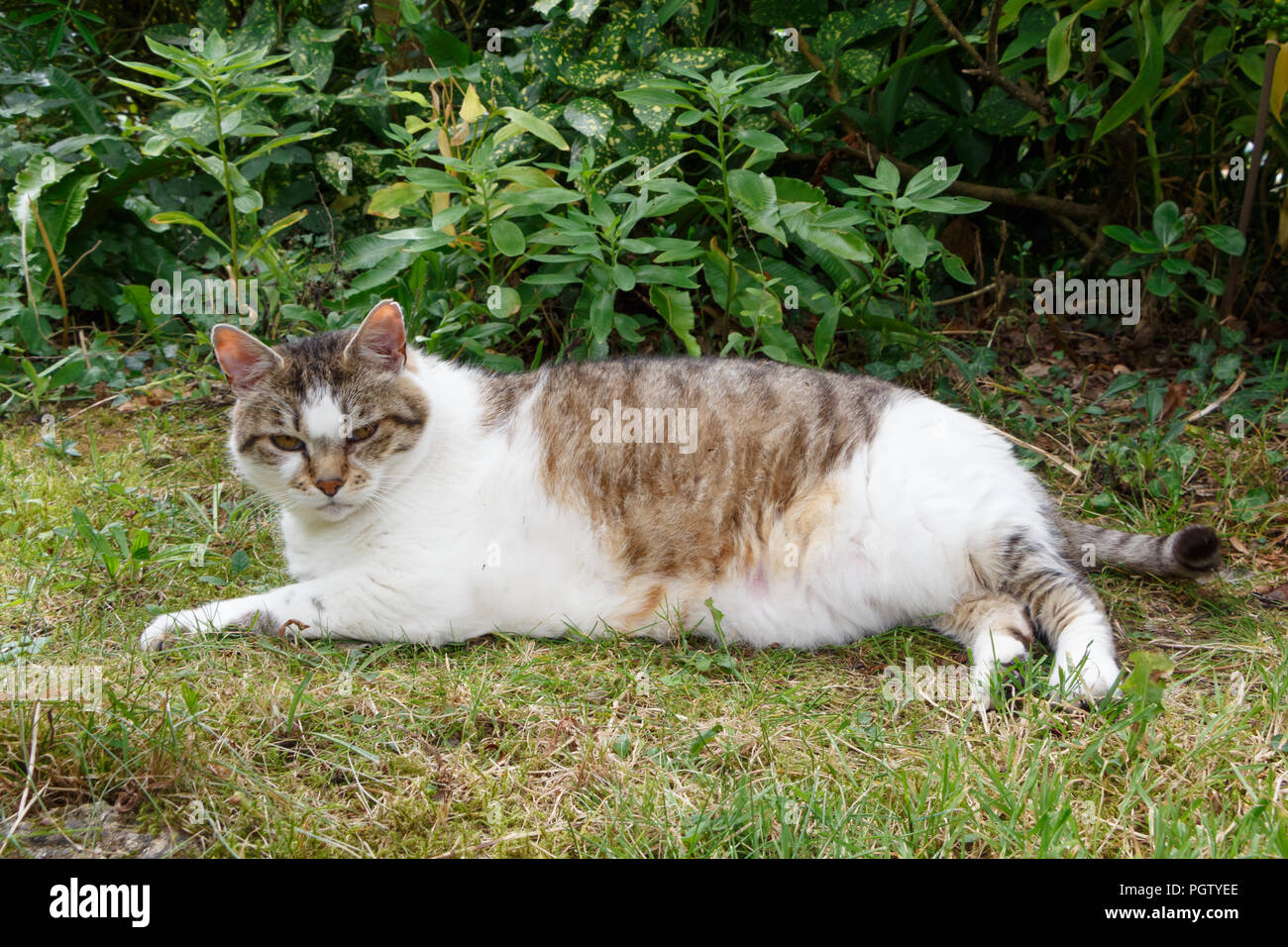 Cat lying down on grass hi-res stock photography and images - Alamy