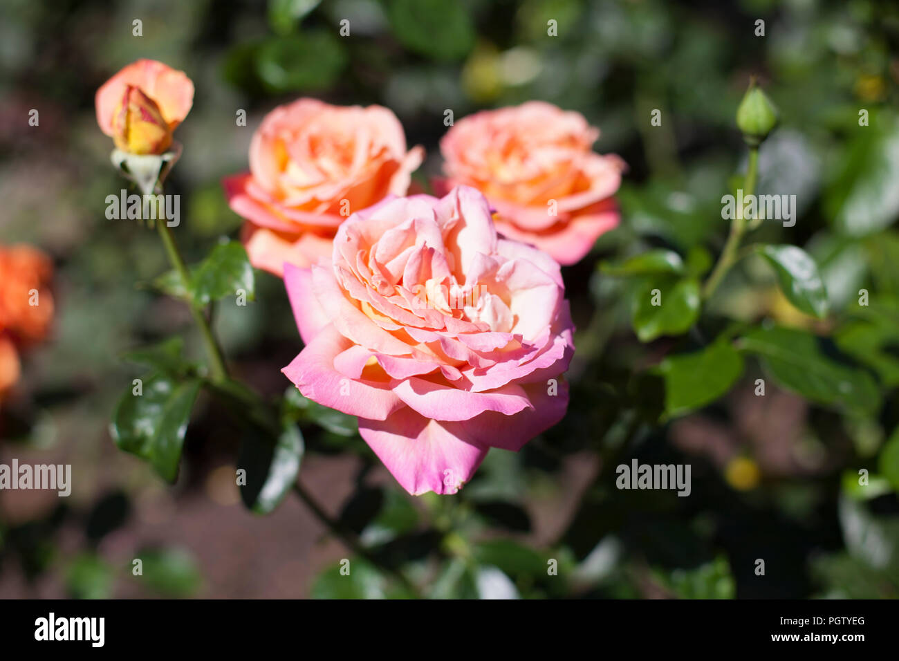 One big rose and two smaller with two buds on each side, the left one ...