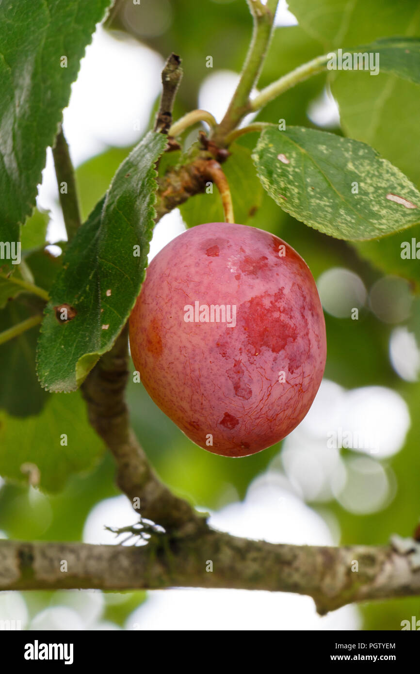 Red plum orchard hi-res stock photography and images - Alamy