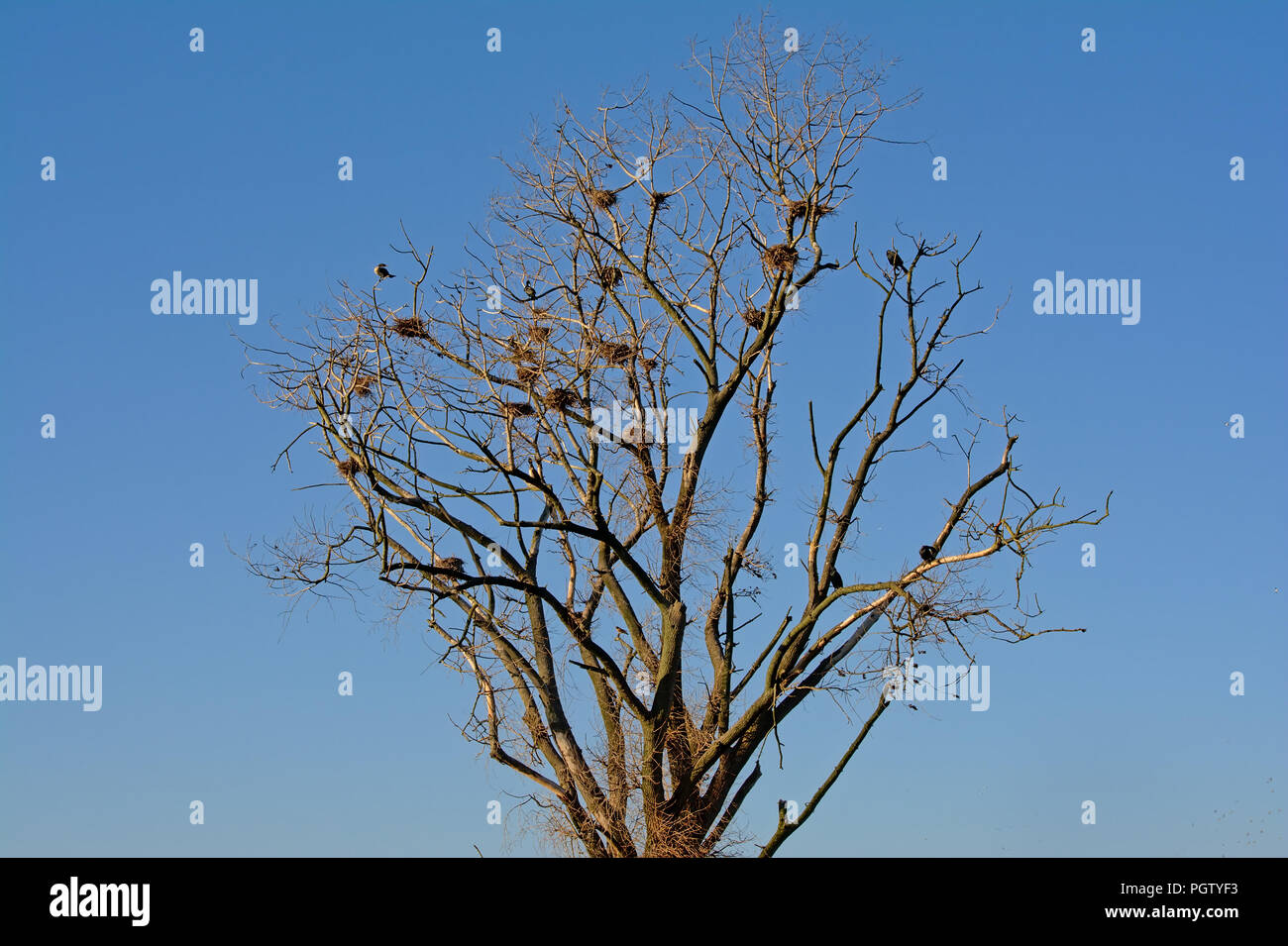 Bare tree crest with cormorants and there nests on a clear blue sky in ...