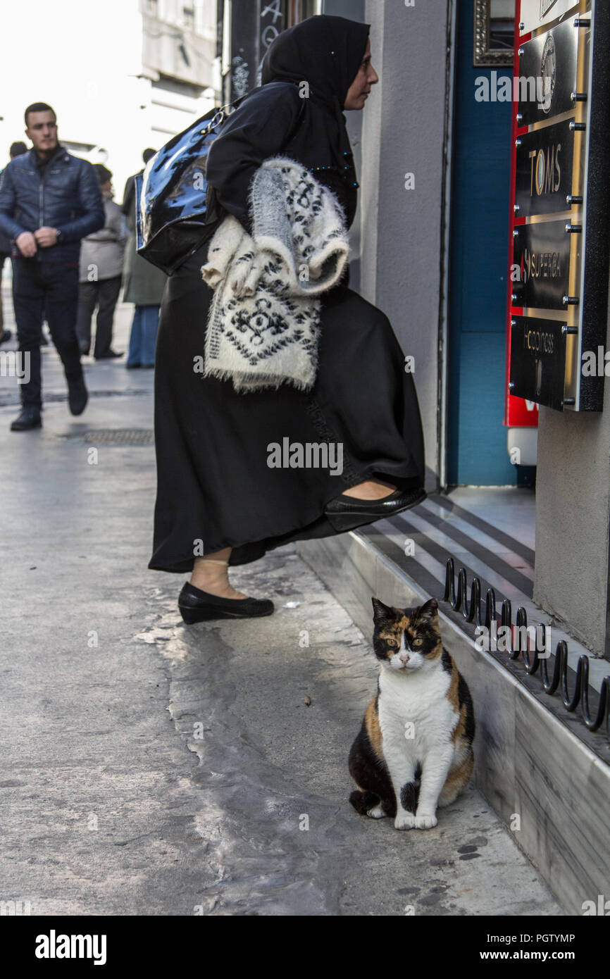 Istanbul cat hi-res stock photography and images - Alamy