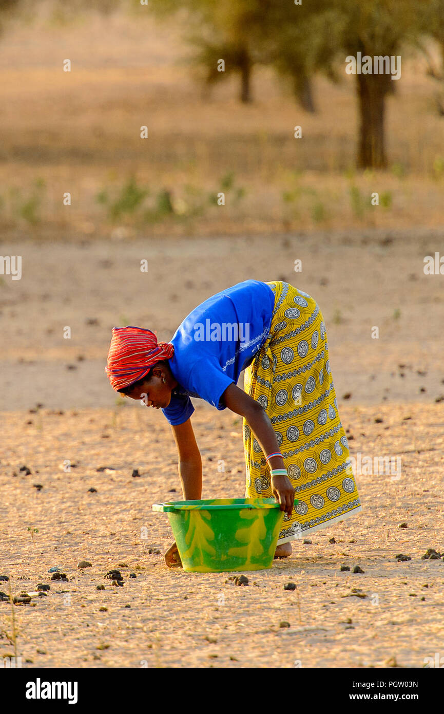 FERLO DESERT, SENEGAL - APR 25, 2017: Unidentified Fulani woman carries ...