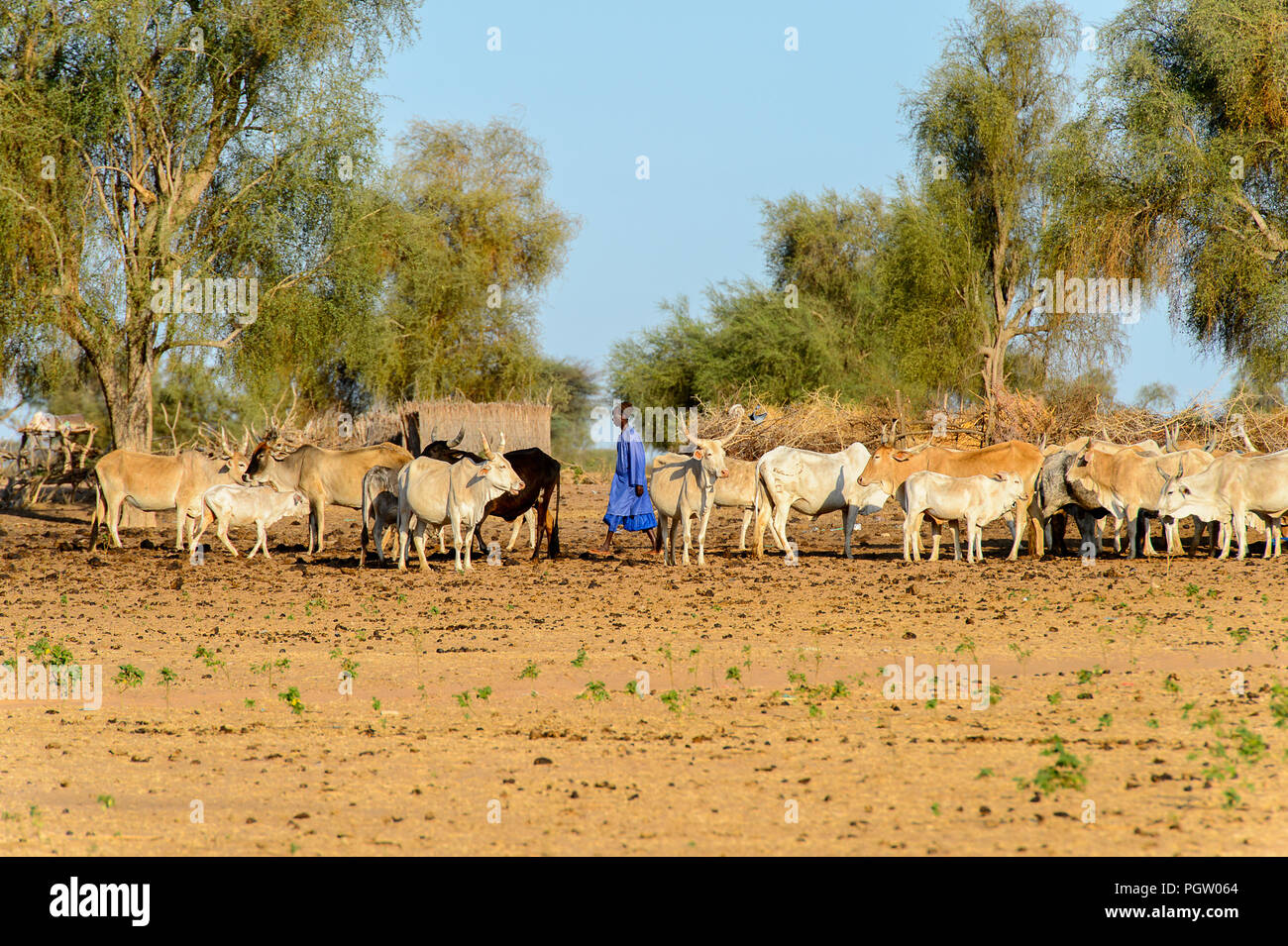 FERLO DESERT, SENEGAL - APR 25, 2017: Unidentified Fulani boy grazes ...