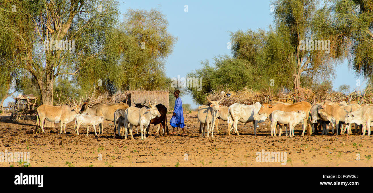 FERLO DESERT, SENEGAL - APR 25, 2017: Unidentified Fulani boy grazes ...