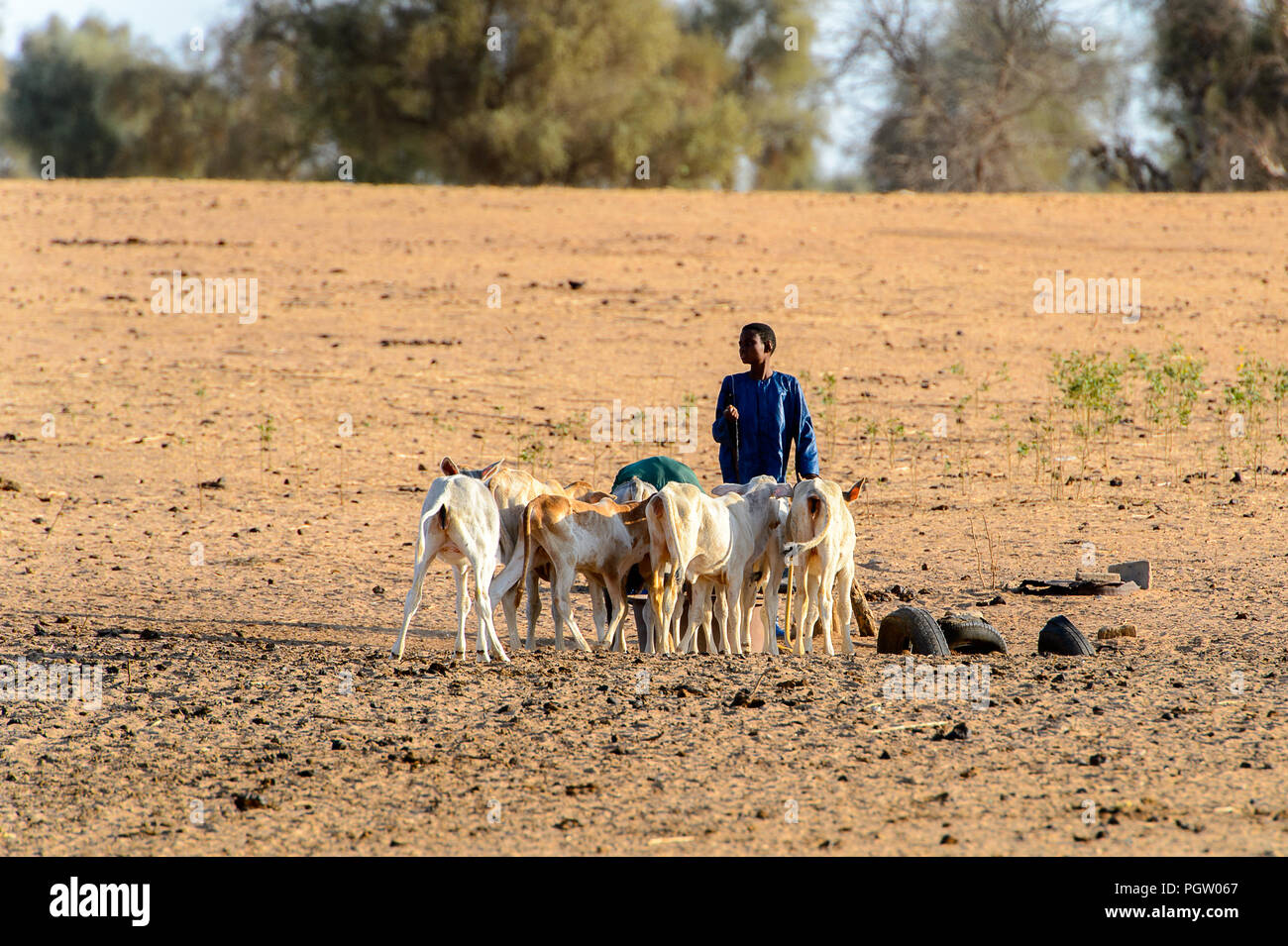 FERLO DESERT, SENEGAL - APR 25, 2017: Unidentified Fulani boy grazes ...