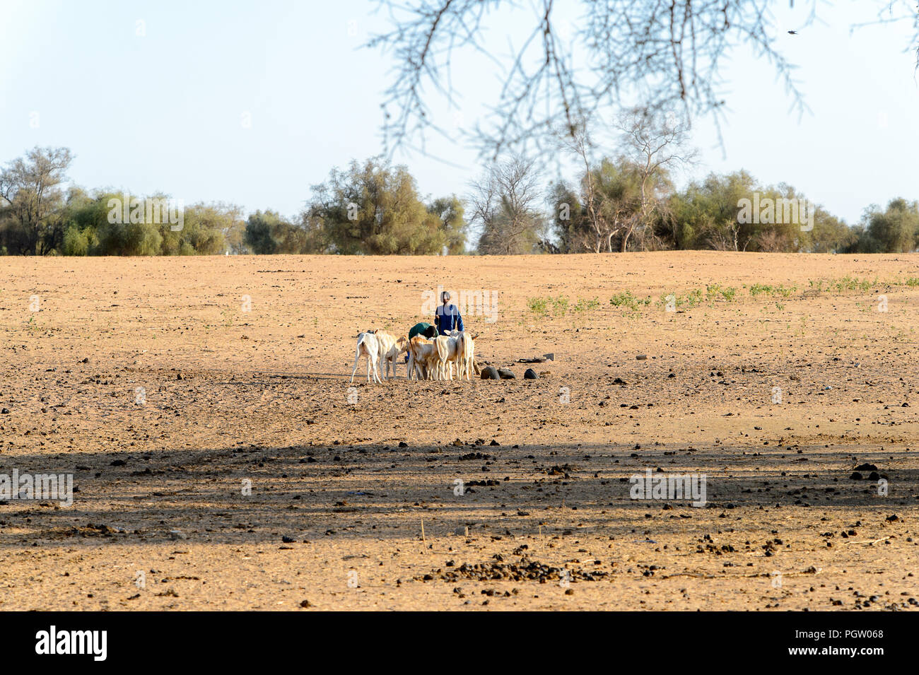 FERLO DESERT, SENEGAL - APR 25, 2017: Unidentified Fulani boy grazes ...