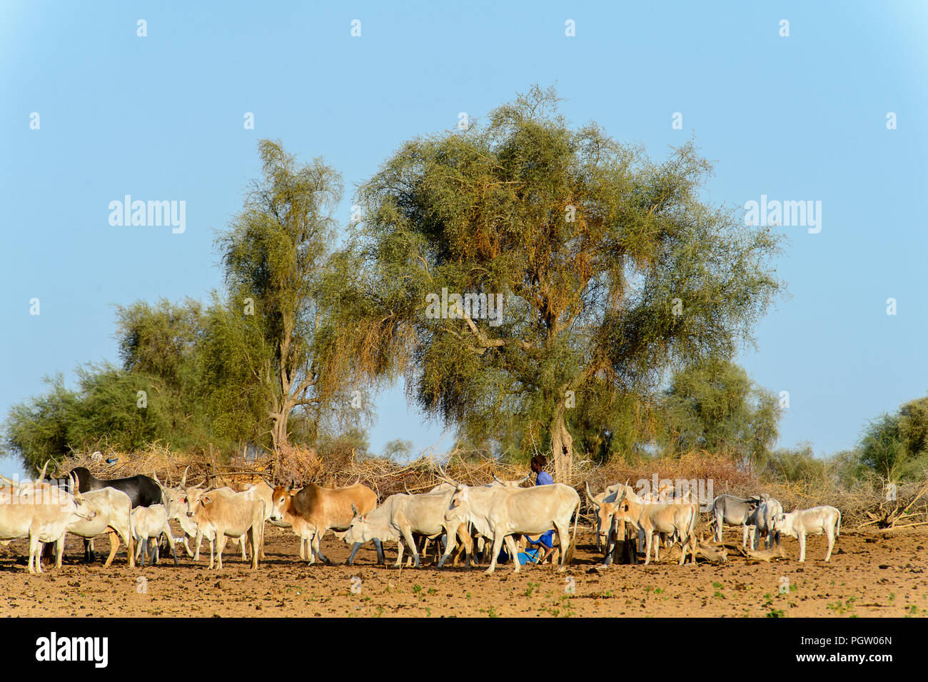 Fulani Tribe Stock Photos & Fulani Tribe Stock Images - Alamy