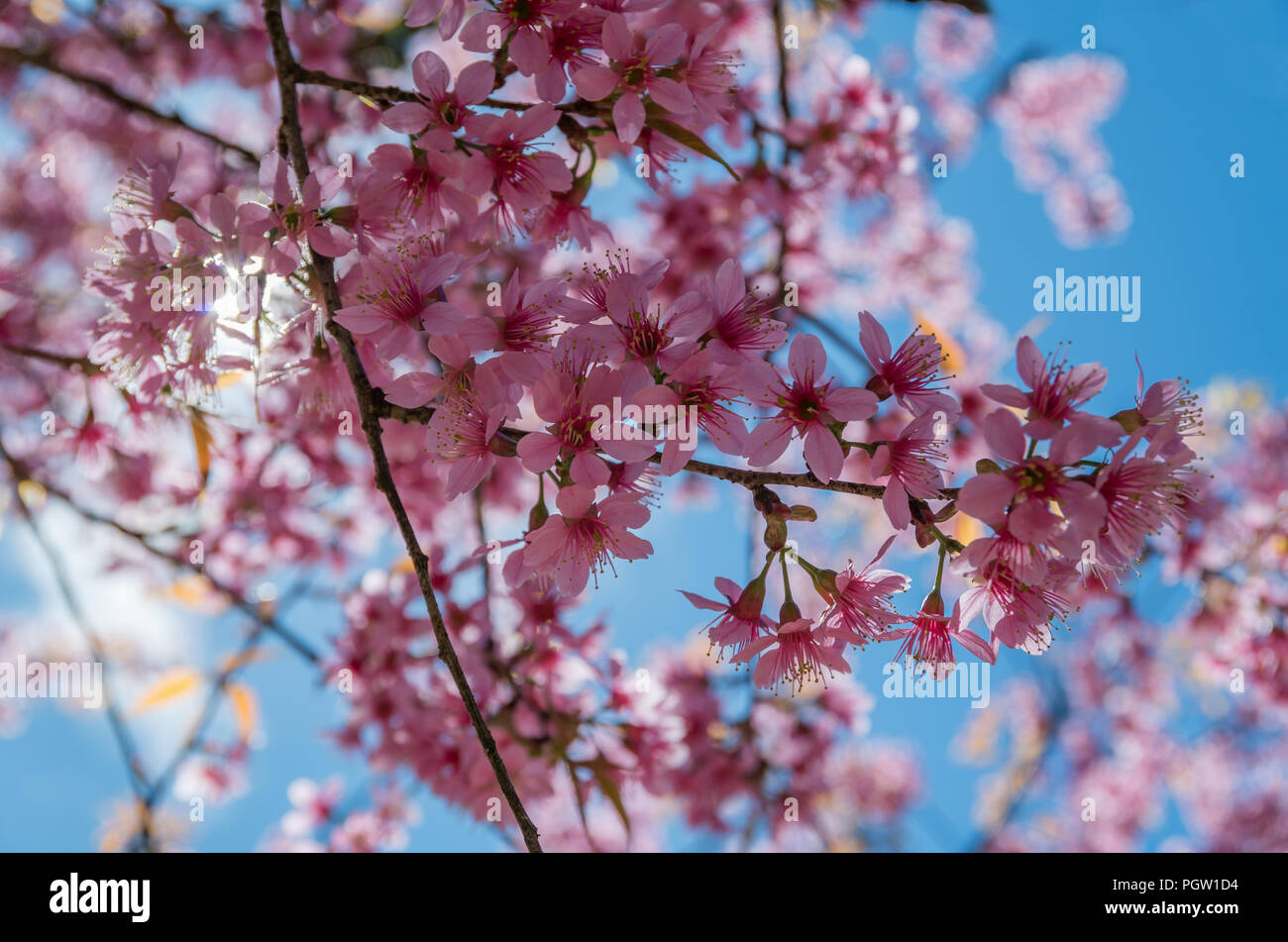 Background with blossom flowers, This is not the type of cherry ...