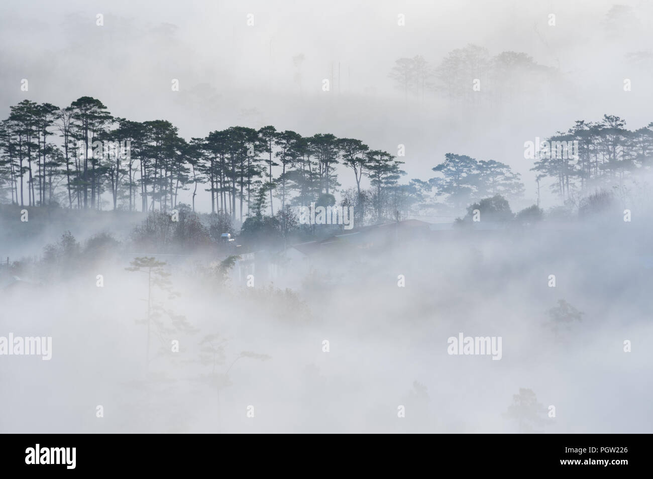 Best of background pine forest with fog and sun rays Stock Photo - Alamy
