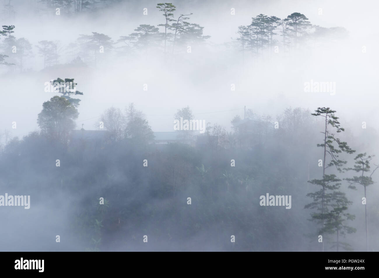 Best of background pine forest with fog and sun rays Stock Photo - Alamy