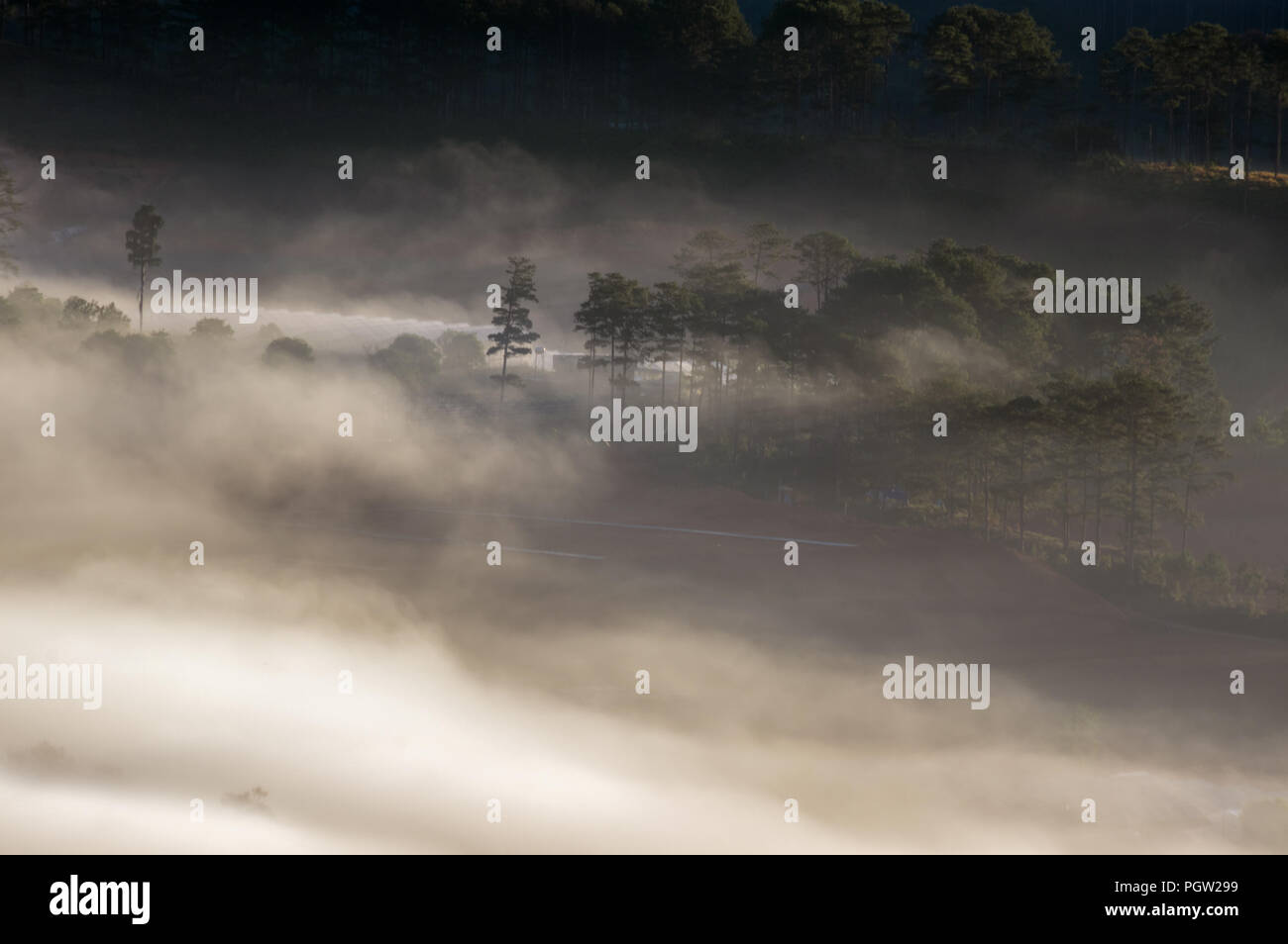 Best of background pine forest with fog and sun rays Stock Photo - Alamy