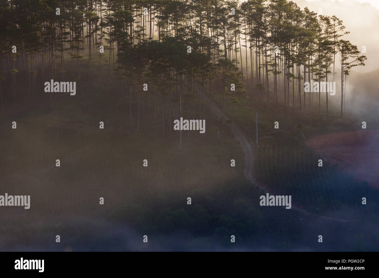 Best of background pine forest with fog and sun rays Stock Photo - Alamy