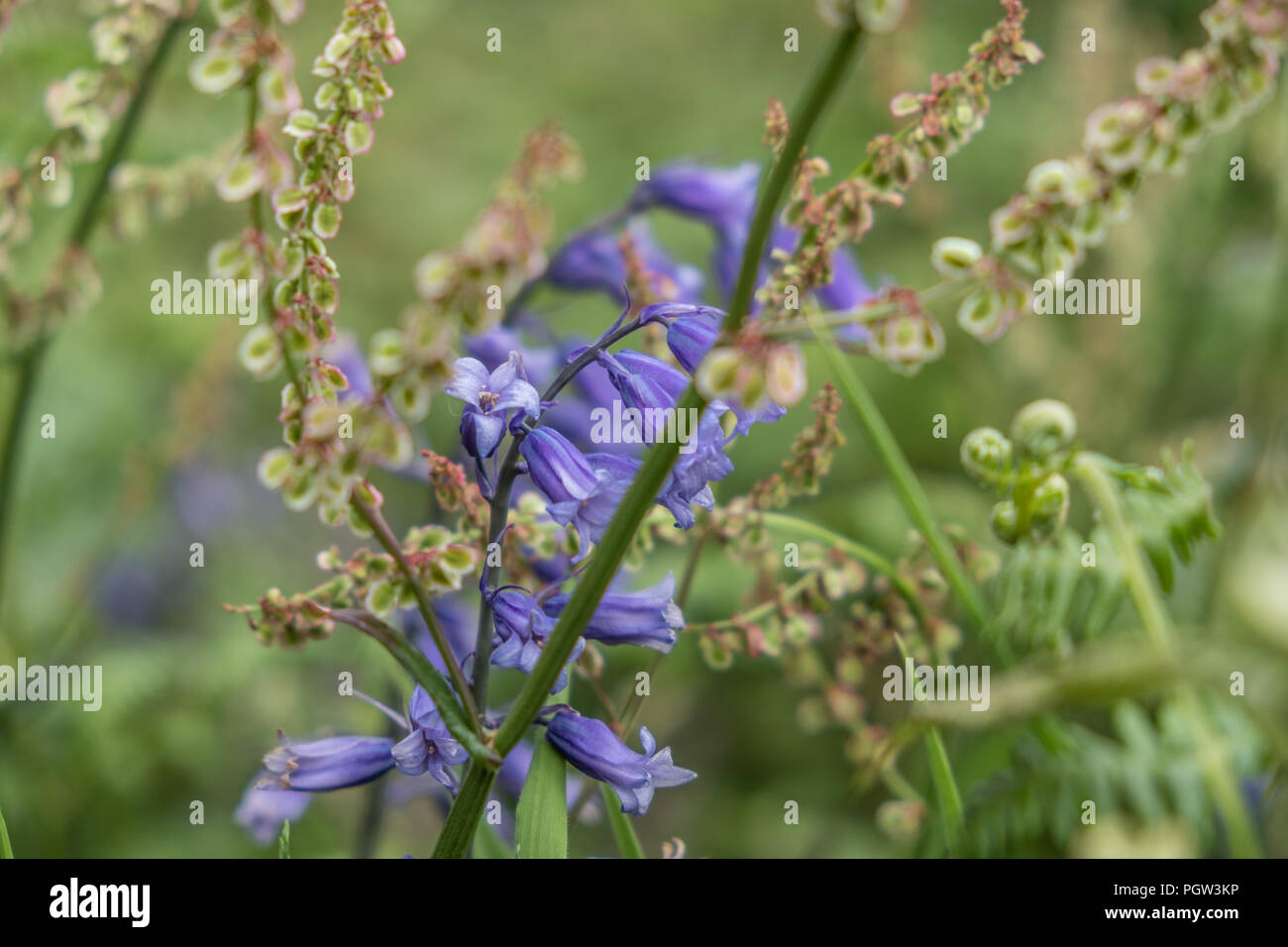 Colby woodland garden hi-res stock photography and images - Alamy