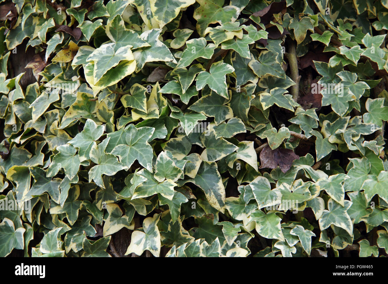 Vines background hi-res stock photography and images - Alamy