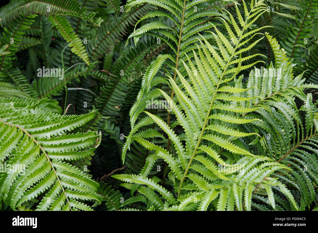 Background with ferns and vines have unique leaves, that fresh nature ...