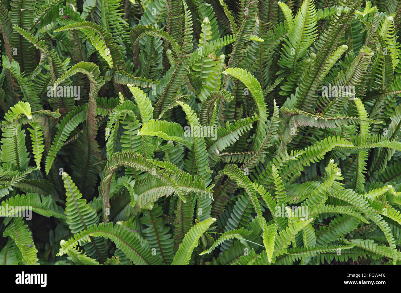 Background with ferns and vines have unique leaves, that fresh nature ...